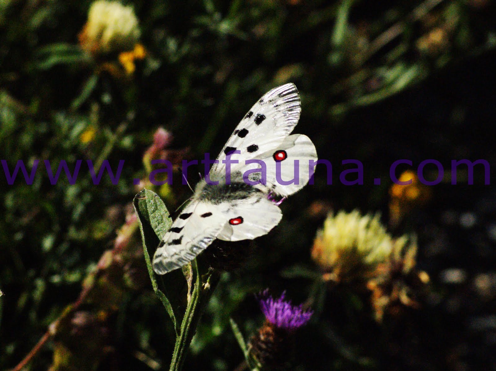 ARTFAUNA: MARIPOSA APOLO (Parnassius apollo)