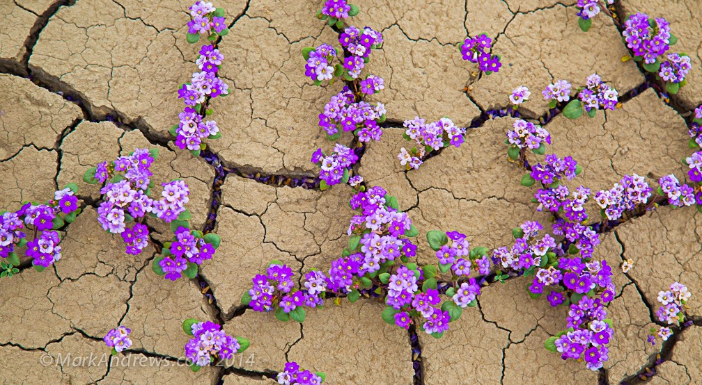 Mark Andrews Photography: Desert wildflowers of Capitol Reef, Utah