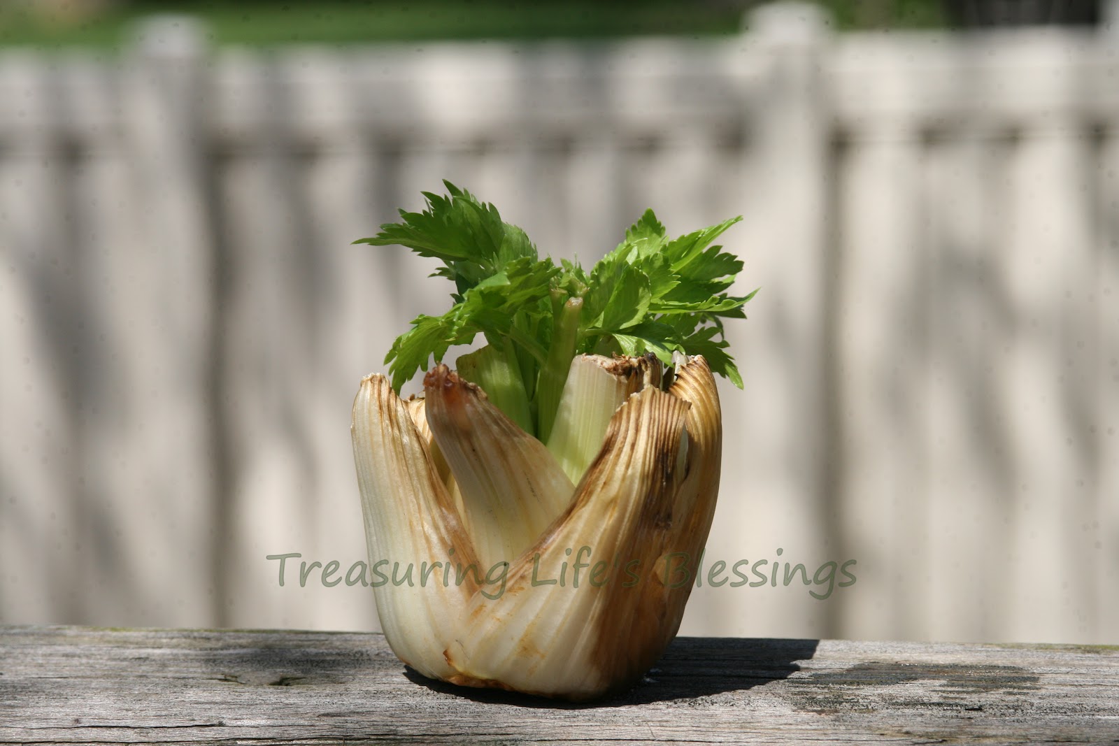 Regrowing Celery - Treasuring Life's Blessings