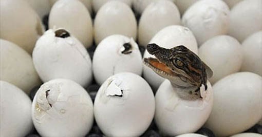 TELUR BUAYA,TELUR ULAR DAN TELUR ELANG - Alhusein