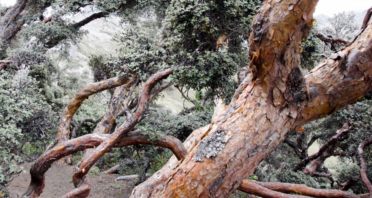 Actuaciencia: septiembre 2019