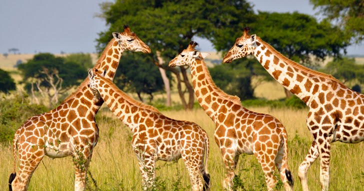 ¡Las jirafas están en peligro de extinción! | El HIT GUATE RADIO