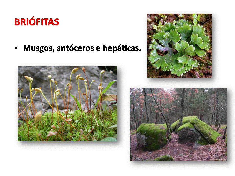 Biologia: Briófitas