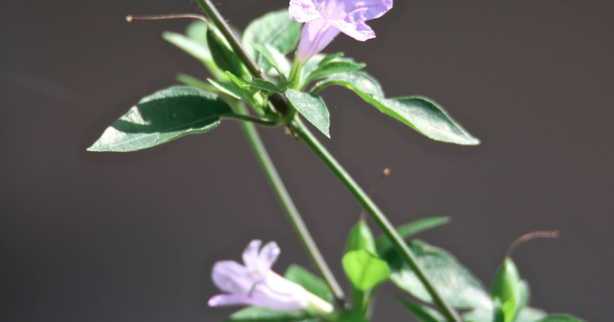 Bell Weed Flowers Bloom by Morning