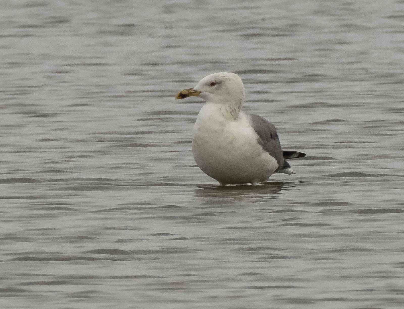 TropicBirdArt Blog from Holt: 20191129 Caspian Gull 3rd winter, 2nd ...