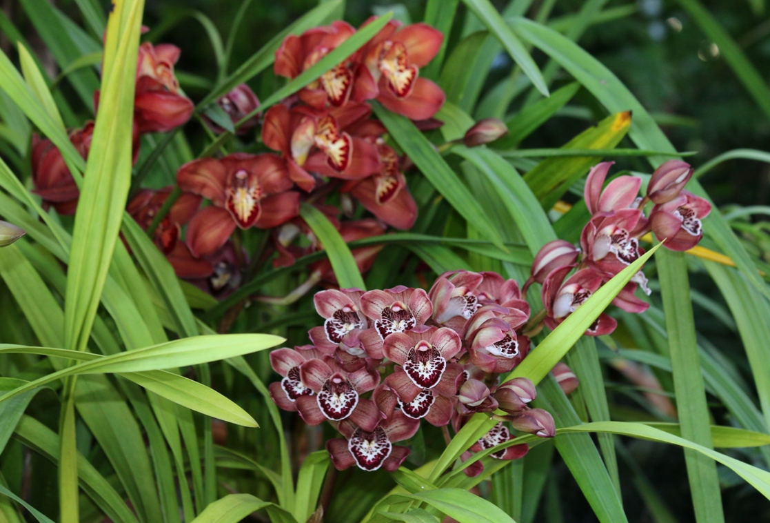 A photo, A thought............: Plant: Stunning orchids (II).............