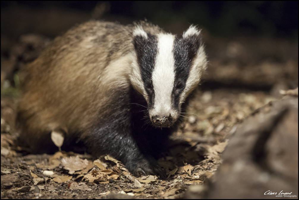 Fotografía y Conservación: Tejón Europeo (Meles meles)