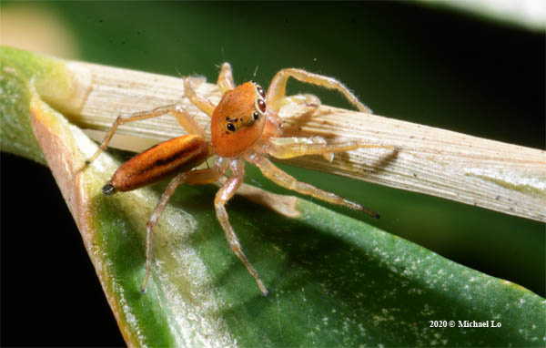 ID REQUEST: Location: Southeast Asia, Philippines : r/spiders