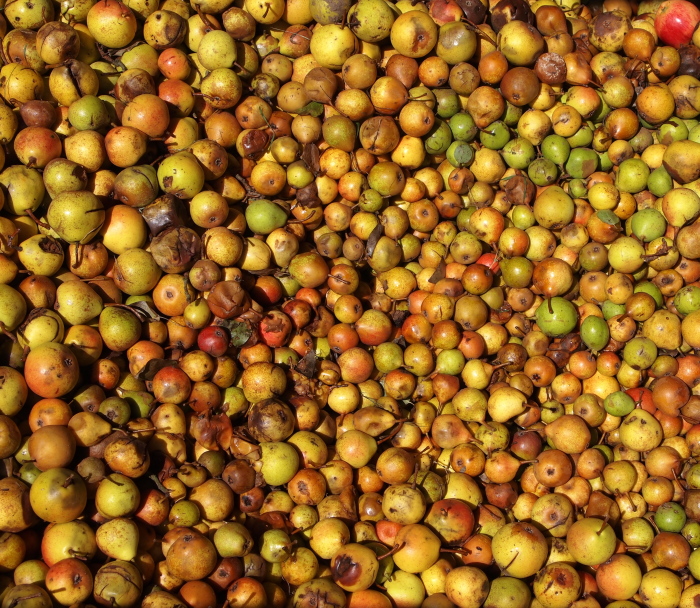 Rockingham Forest Cider: Perry Pear Day at Hartpury Orchard Centre