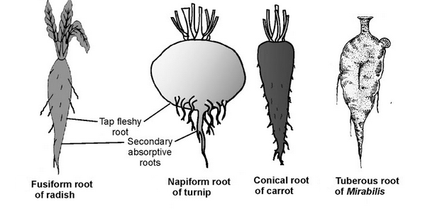 Modifications of Root