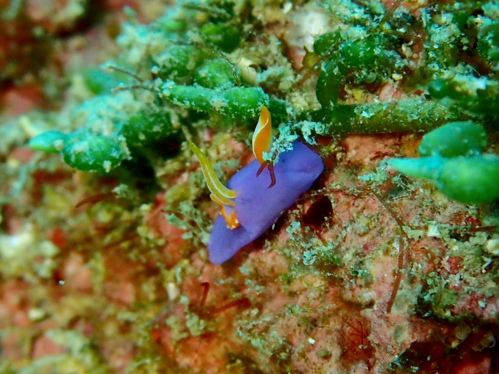 OKINAWA 39ers Dive Log: Mar 6th - Sunabe Seawall