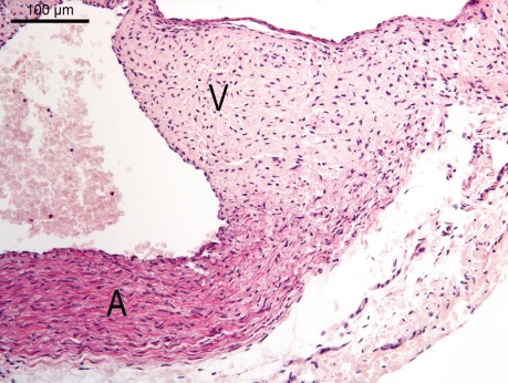 Atlas Virtual do Laboratório de Histologia Integrativa - UFRJ: Sistema ...