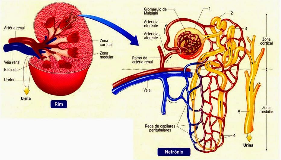 Bf 081 Fisiologia Renalppt Rim Funo Renal