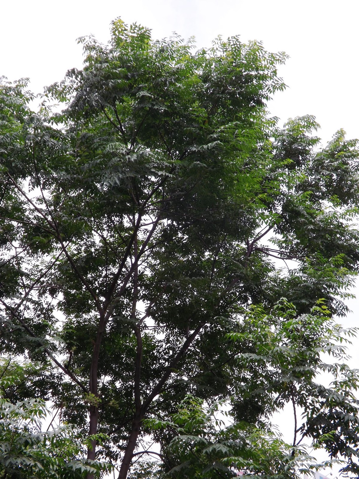 Amugis Wood Uses Big Deals | www.oceanproperty.co.th