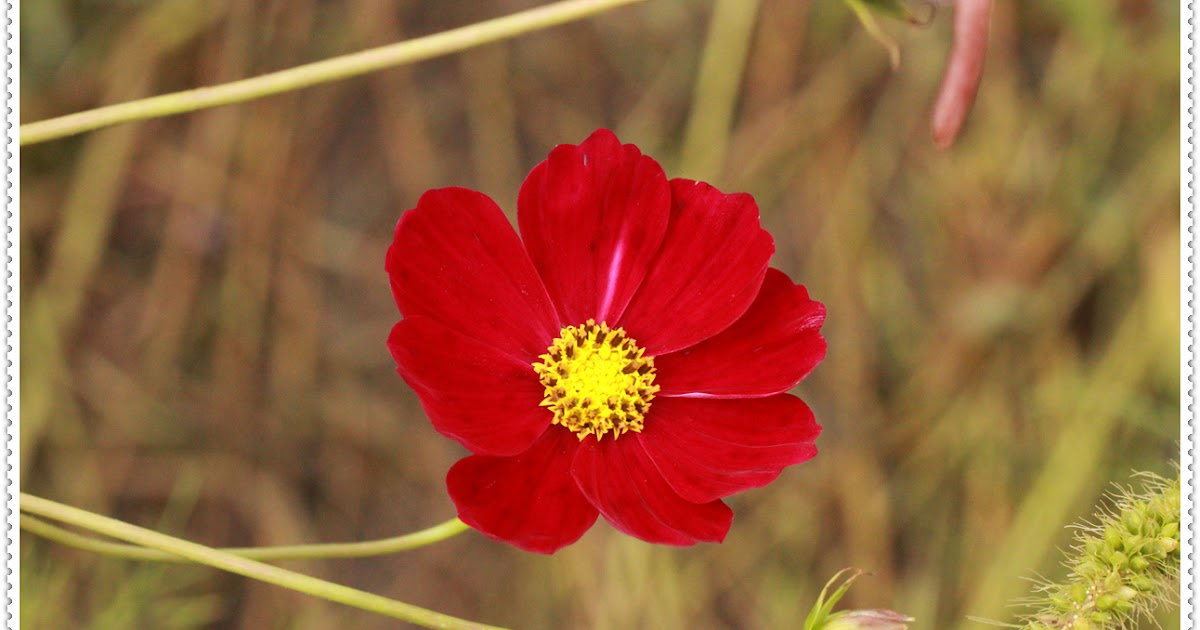 The Scriptures: Mark-06-37