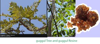 ఆహారము - ఆరోగ్యము , Food & Health (Telugu): గుగ్గులు , guggul