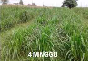 Anim Agro Technology: TEKNOLOGI TANAM NAPIER - HASIL BAIK