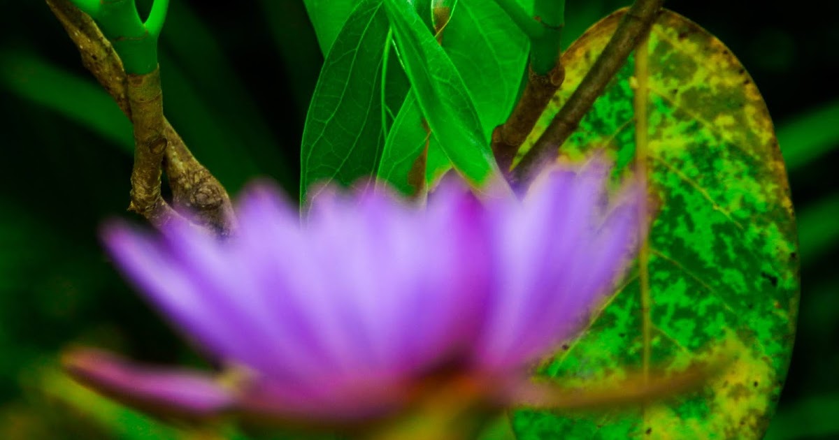 BLUE-WATER LILY- NIL MANEL