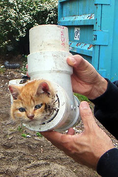 Chicken Scratch: The Cat and the Pipe