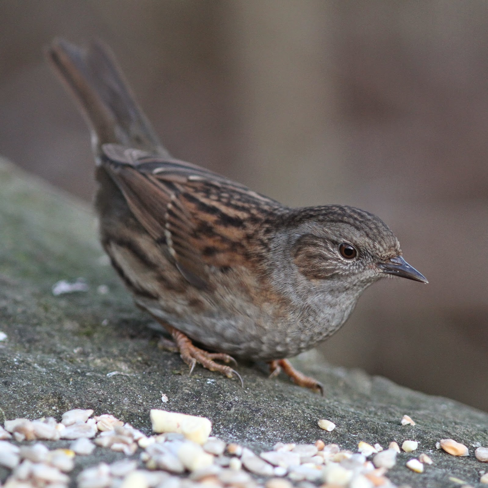 TrogTrogBlog: Bird of the week - Dunnock