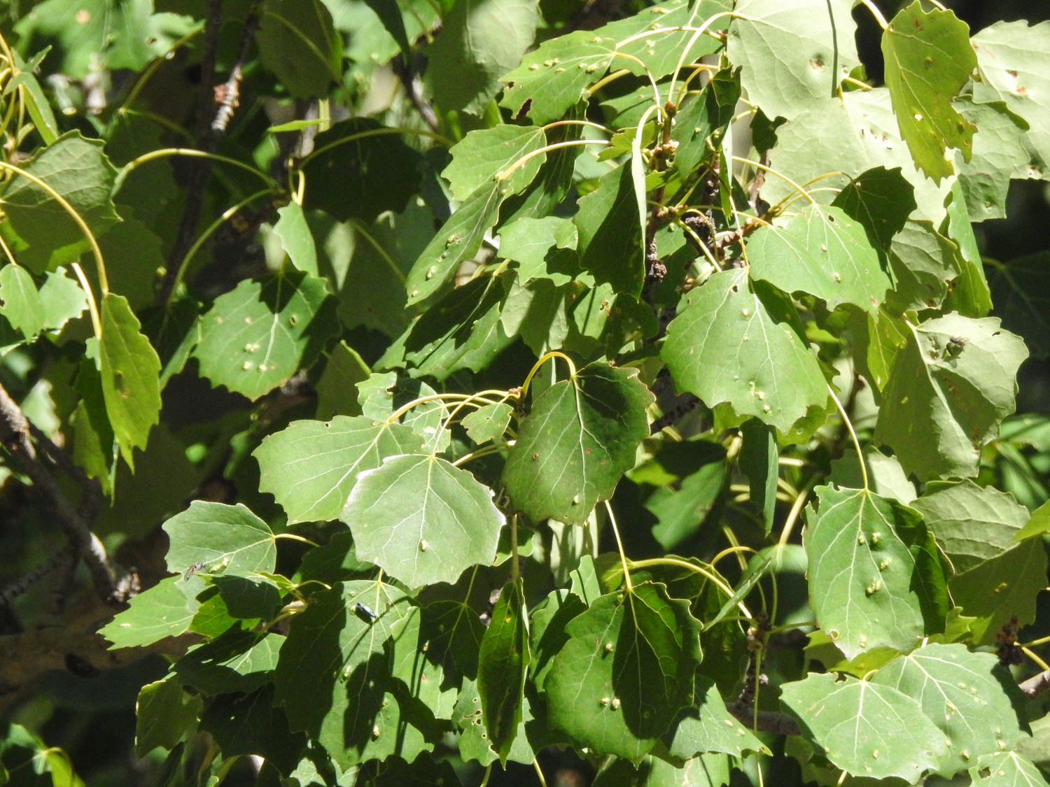 Paseos por la naturaleza: Populus tremula Alamo temblón