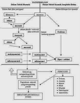 Pathway Malaria - Pathway Patofisiologi