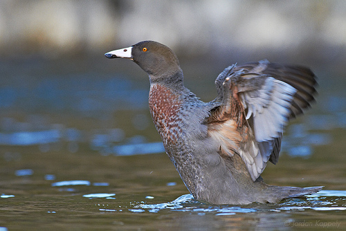 List of all birds with all information, pictures and videos: Blue Duck ...