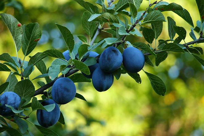 Praktično voćarstvo: Uzgoj šljive