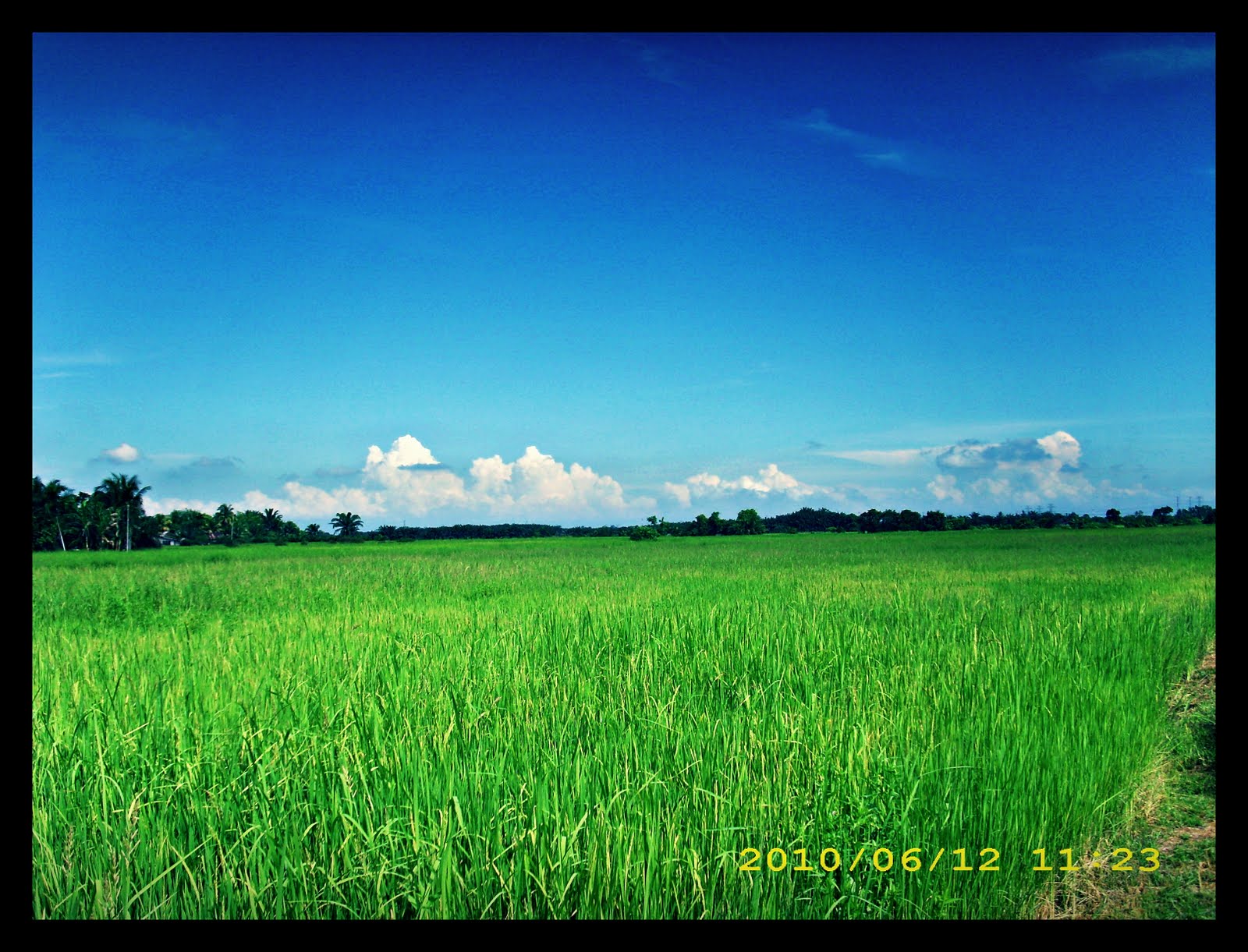 dunia pertanian: pemandangan sawah