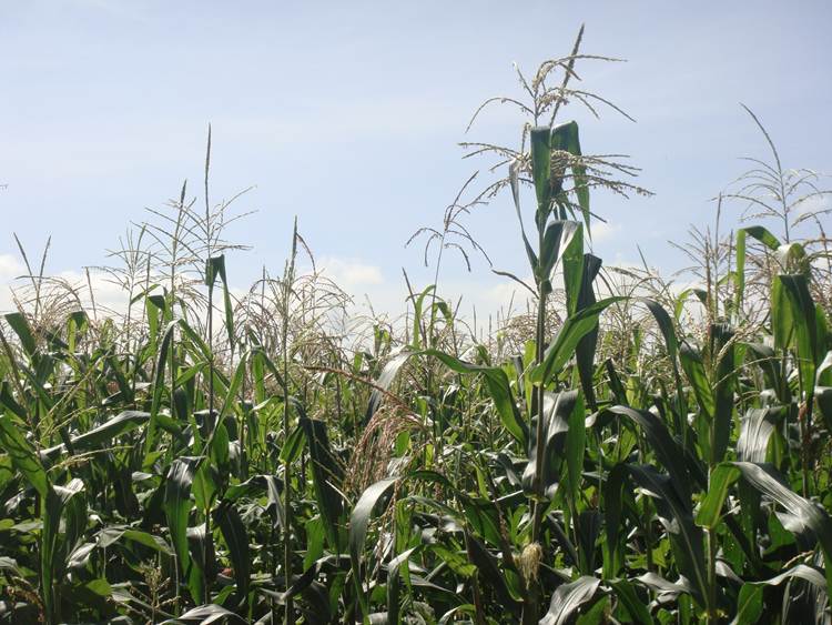 Domingos y días festivos: Milpa