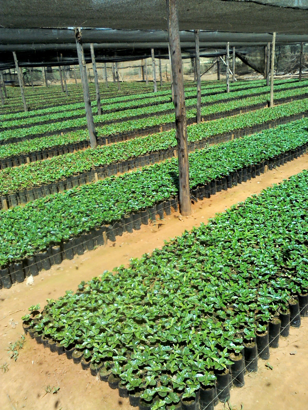 Viveiro de Mudas de Café e Eucalipto: Mudas De café aos 2 meses.