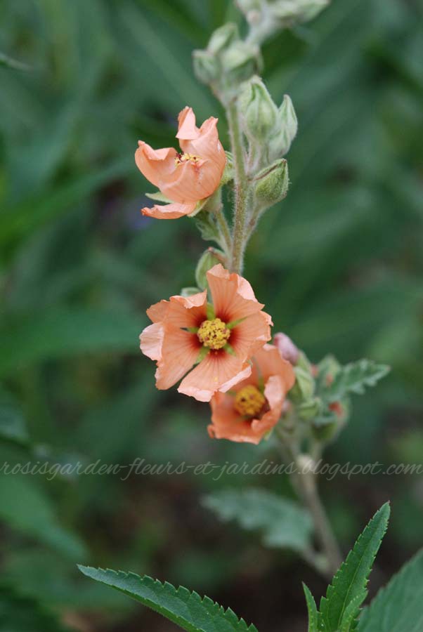 Rosi's Garden.Fleurs et Jardin: Sphaeralcea 'Childerley'