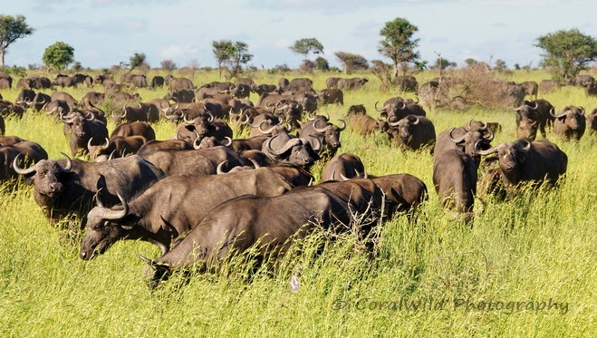 Coral Wild - A Safari Guides Diary: When the buffalo chased off the ...
