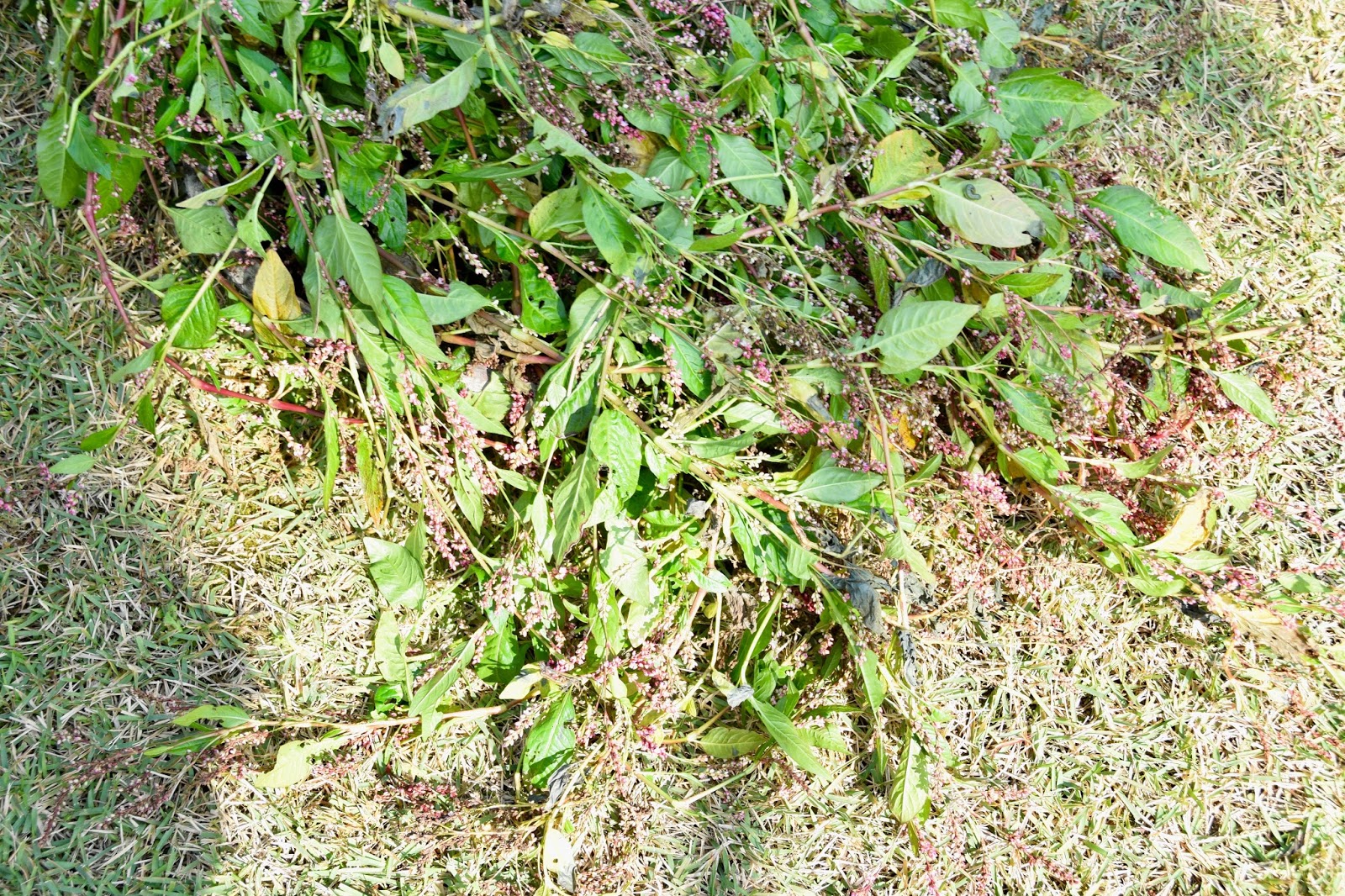 Hanji filming Part 3 ....... Natural dyeing of Hanji