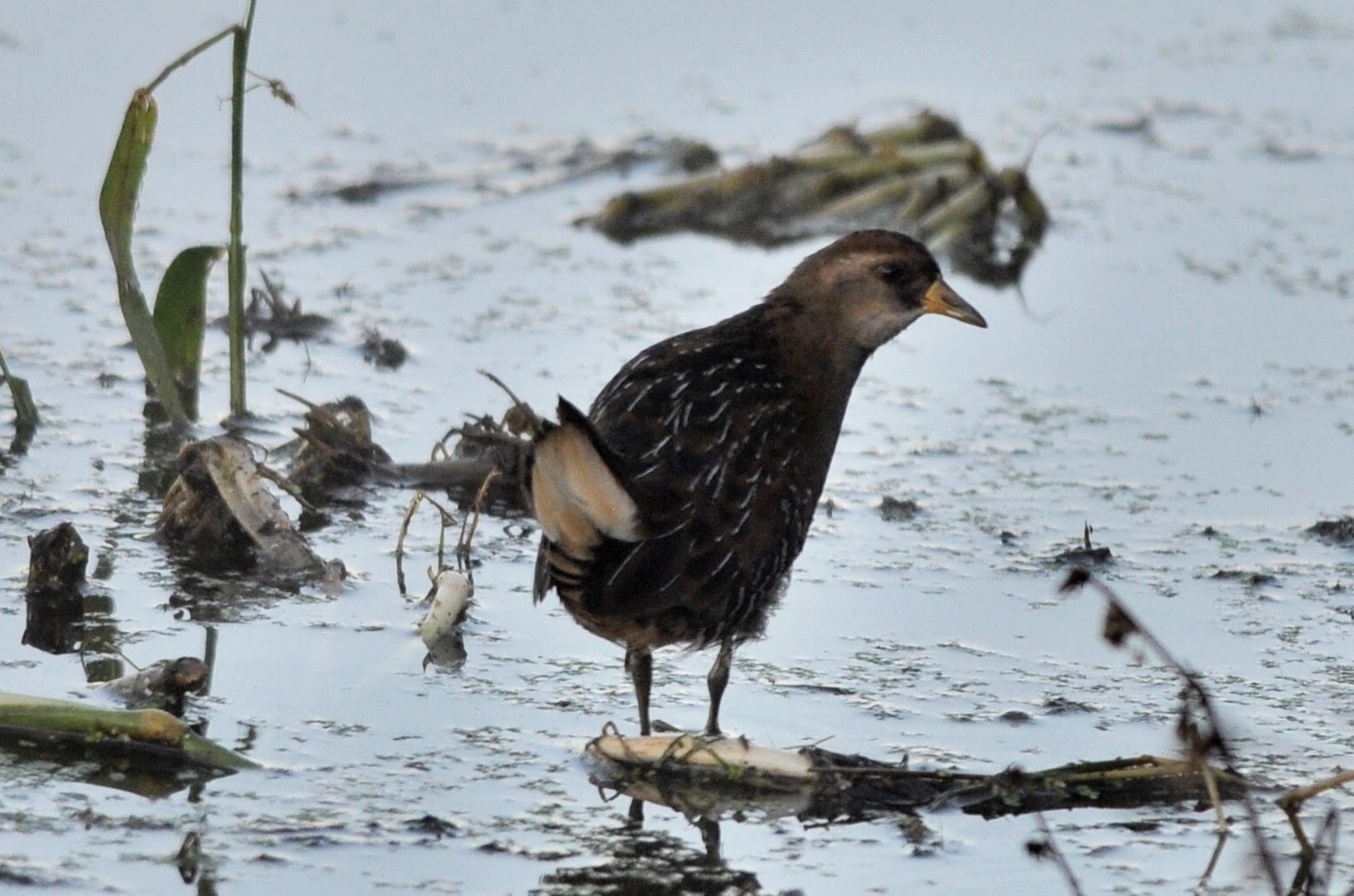 Jeremy Birder - The Bird Is The Word!: Long time no post! Moosonee Trip ...