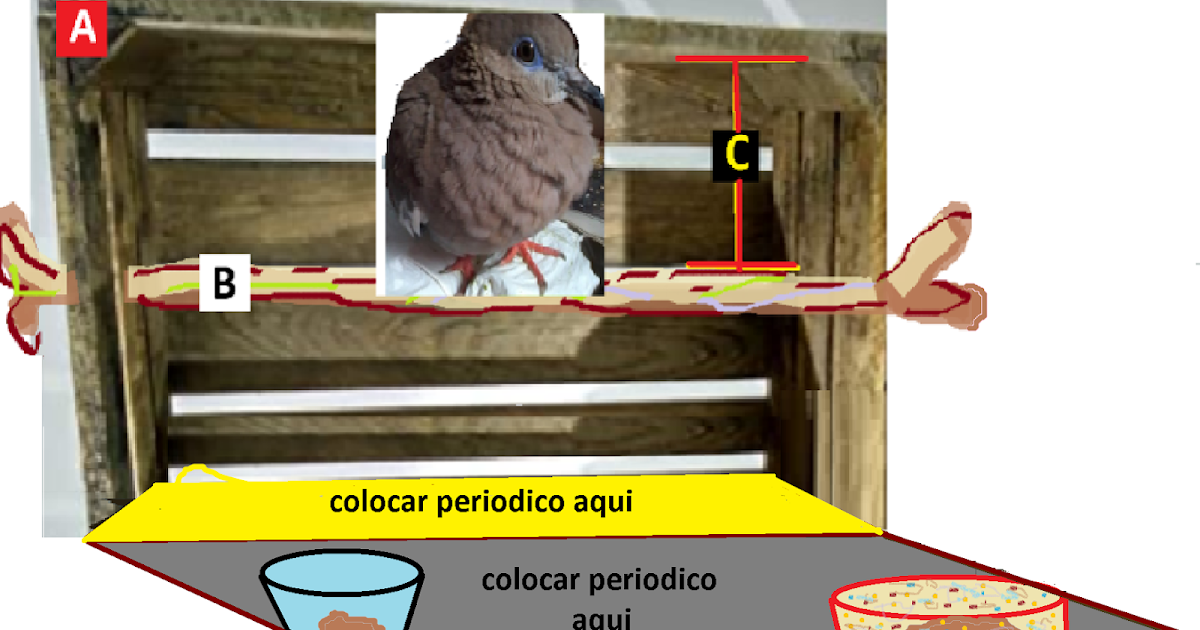 Mi pichon de cuculi ( Zenaida Meloda): PREPARACION DEL CUCULI PARA QUE ...