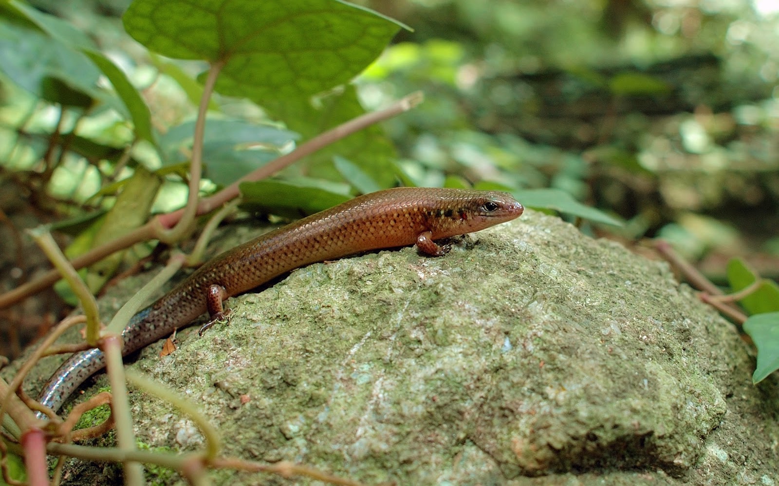 Scincomorpha - True Lizard