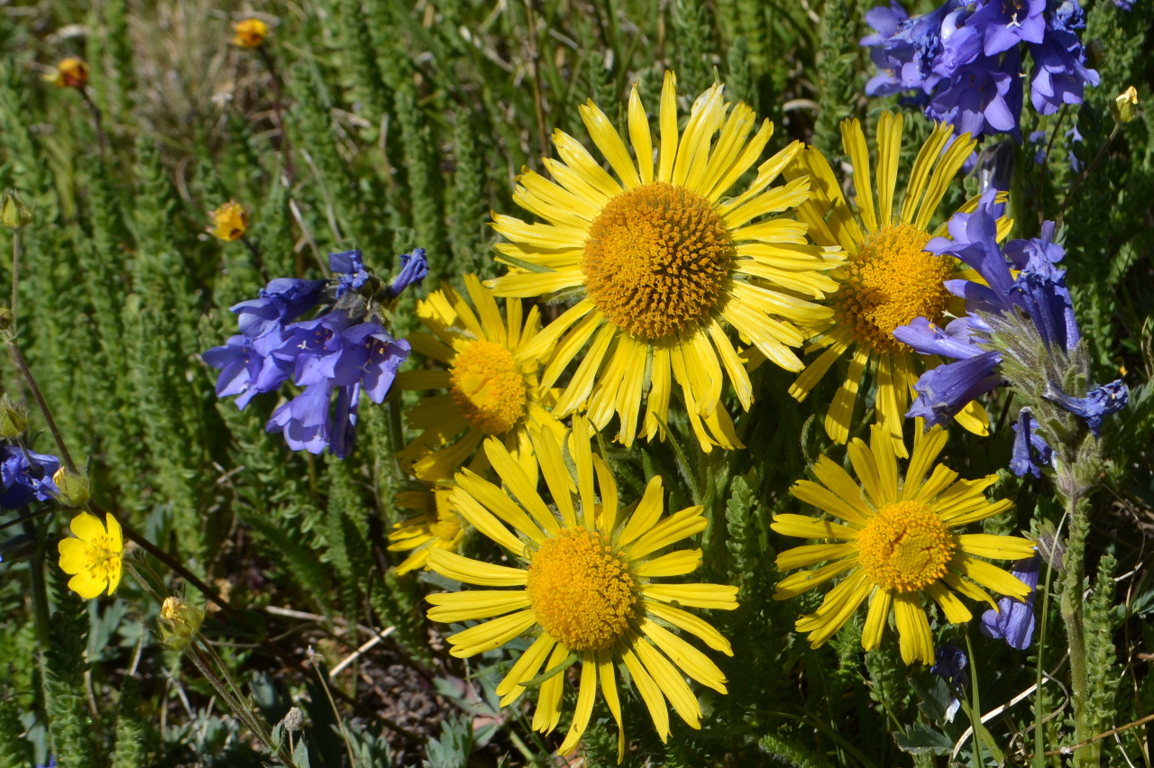 Flat Tops: Flat Top Mountain