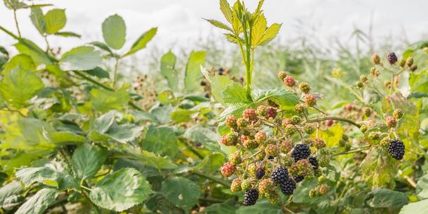Blackberry & Lemon Eton Mess | The English Kitchen