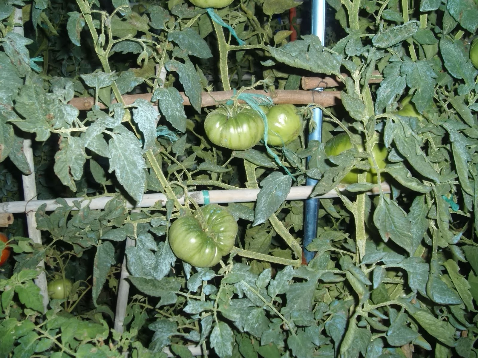 Crea tu Jardín: Tuta Absoluta