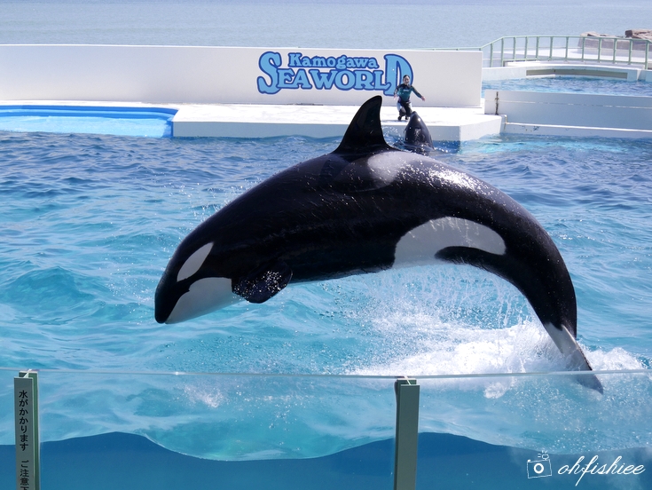 oh{FISH}iee: [TRAVEL] 10 Reasons to Visit Kamogawa Sea World, Chiba ...