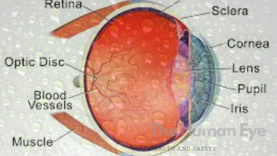 The Human Eye-Common Defects of Vision and Correction | Health and Safety