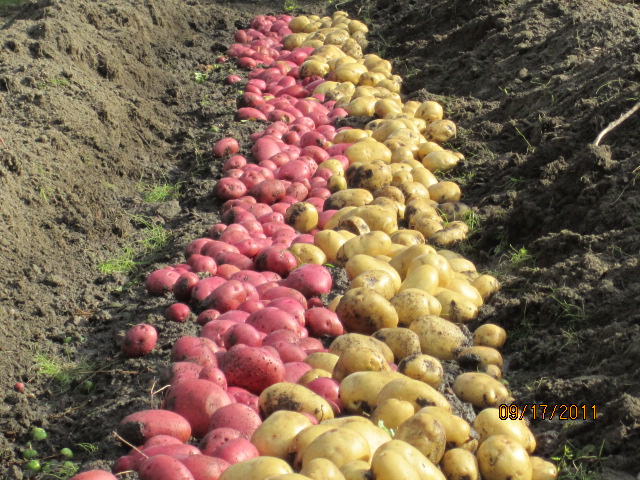 VeggiePharm: The Potato Hack