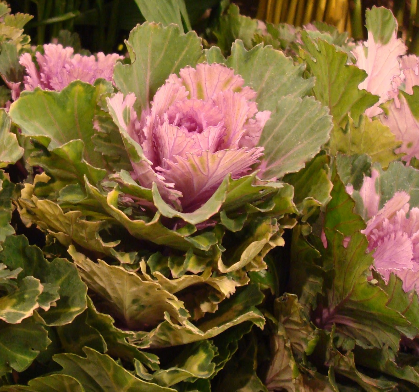 Fleuriste Isabelle Feuvrier: nouvelle variété de chou décoratif (chou ...