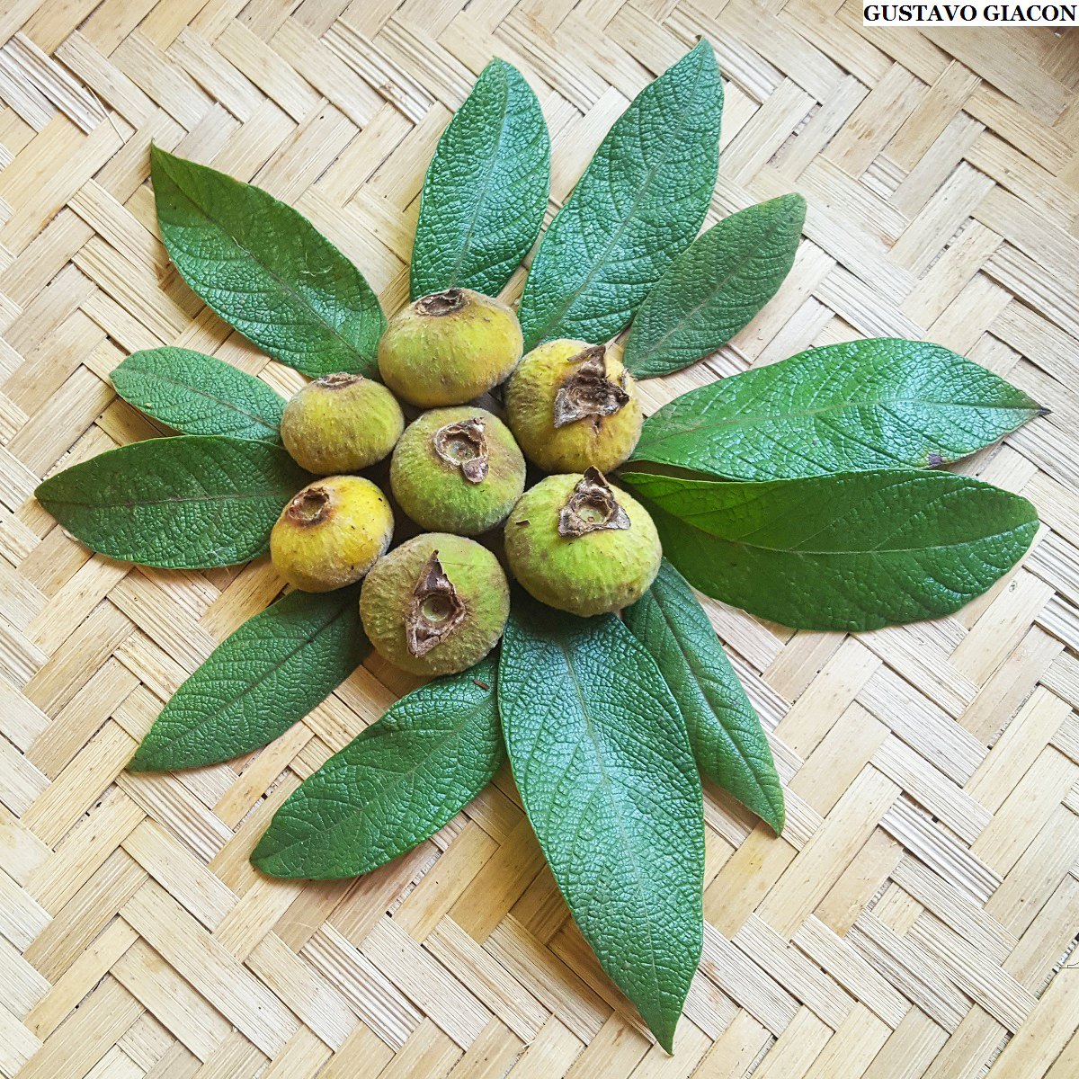 Viveiro Ciprest - Plantas Nativas e Exóticas: Sete Capotes ...