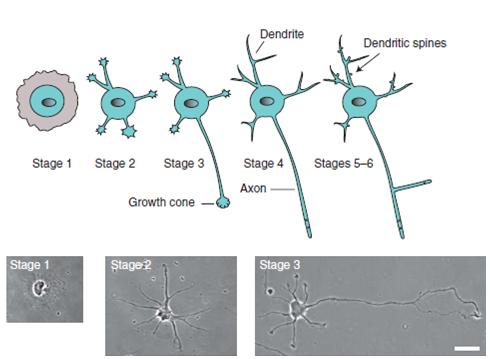 Neuronal Polarity Introduction ~ Advanced Neurobiology