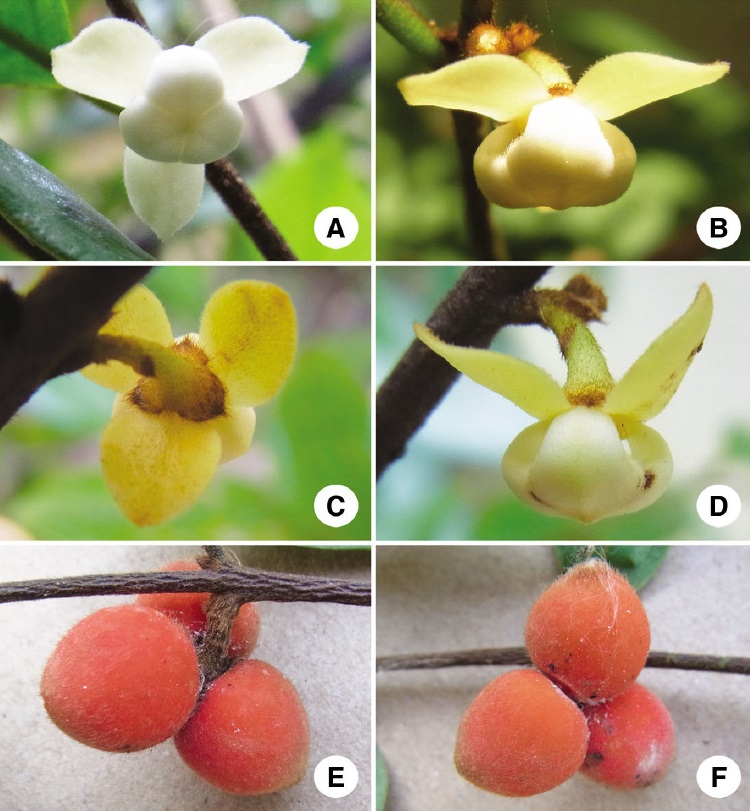 Species New to Science: [Botany • 2019] Mitrephora chulabhorniana ...