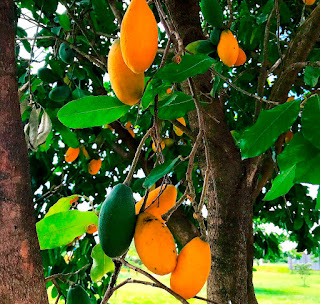 Curiosidades Vegetais: O oiti