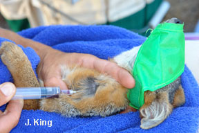 Friends of the Island Fox: What We Do