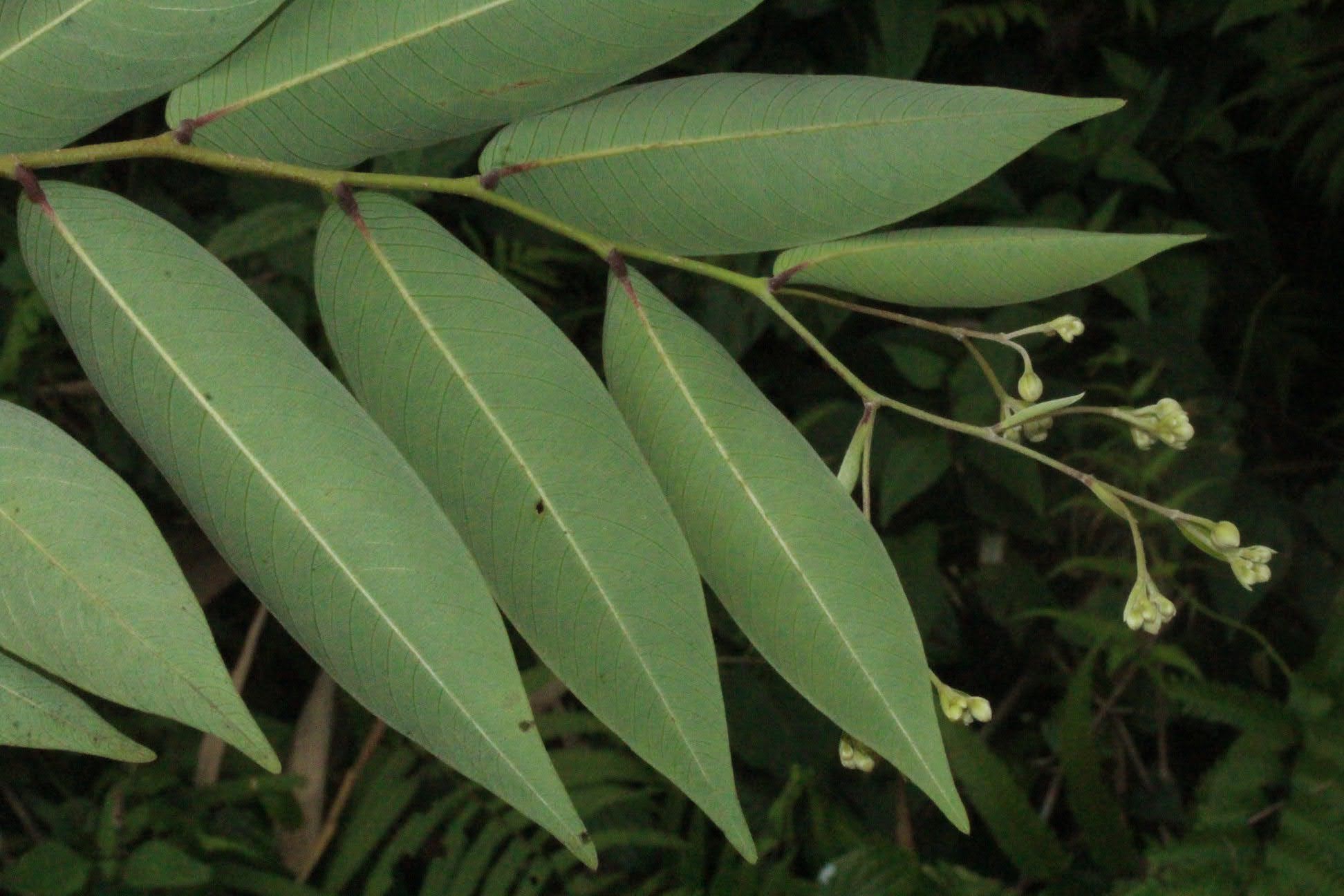 Rhamnoneuron balansae